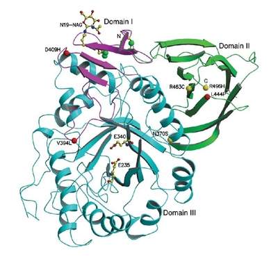 Weizmann Institute Scientists Solve the 3-D Structure of the Enzyme ...
